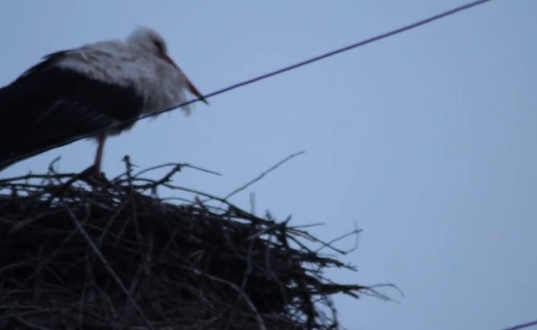 (video) Cocostârc rămas să ierneze în Moldova: Specialiștii explică ...